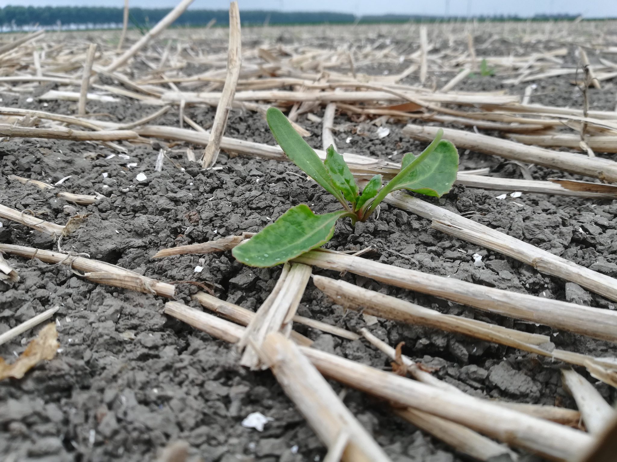 Mark Geling: Bergen met kennis, schuren vol oplossingen - Groeikracht Cosun