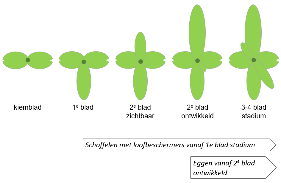 Cichorei: uitdagend, leerzaam, lonend - Groeikracht Cosun